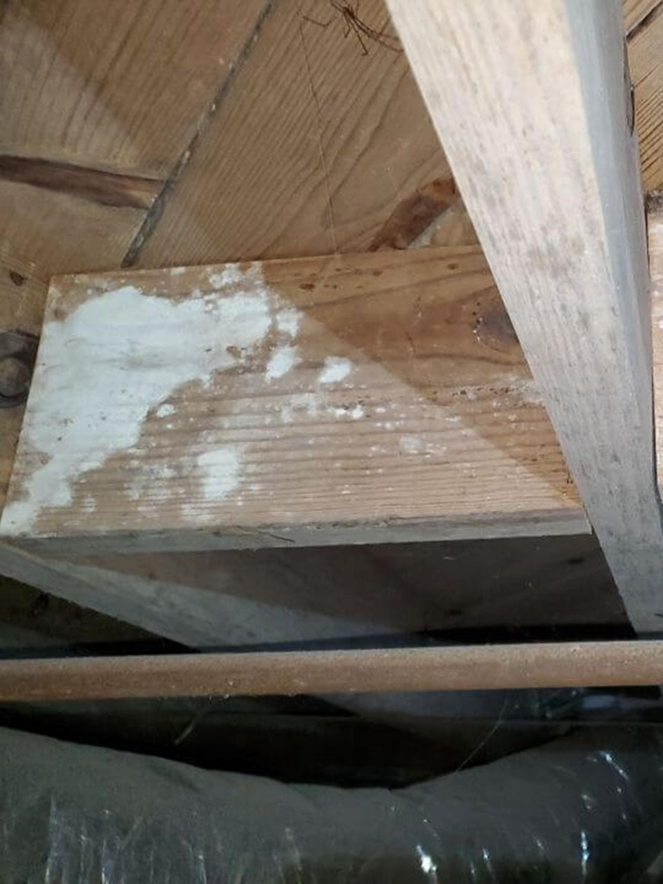 Dealing with Mold Infestation in Crawl Spaces | ’58 Foundations ...